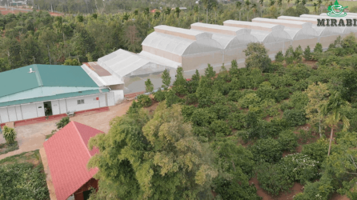 Quy trình sản xuất viên cà phê espresso tại nhà máy